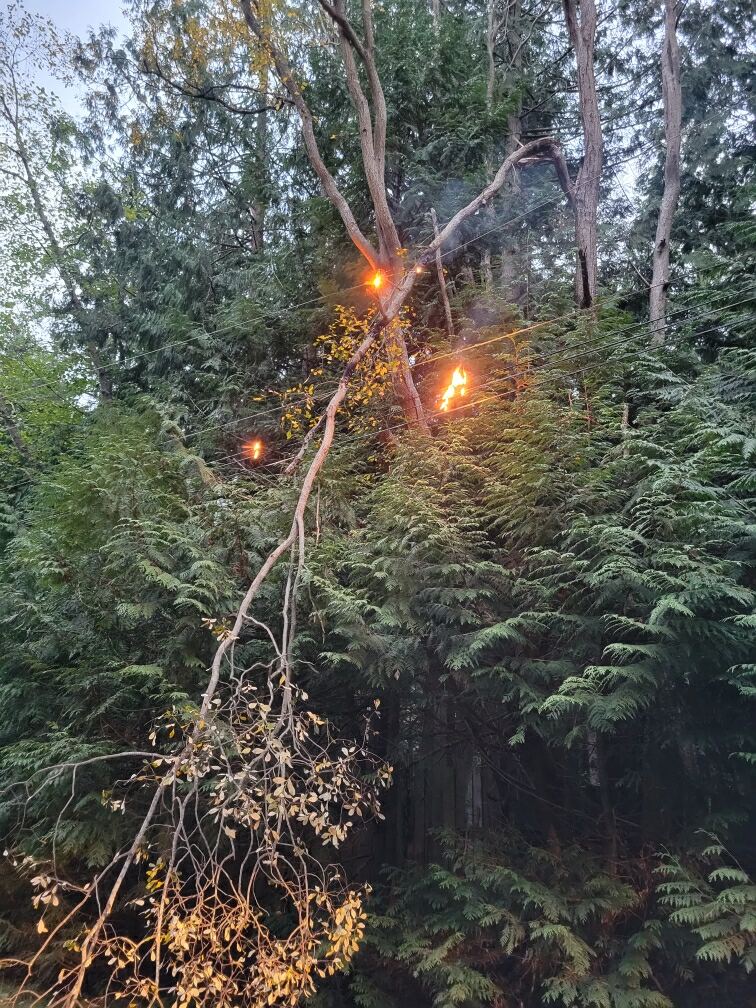 Tree Trimming Info, Streetlights, Disconnect Requests - JPUD