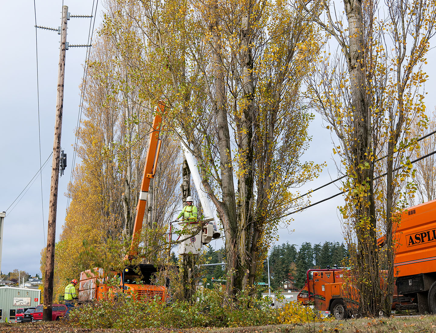 Poplar Trimming along Sims Way - JPUD